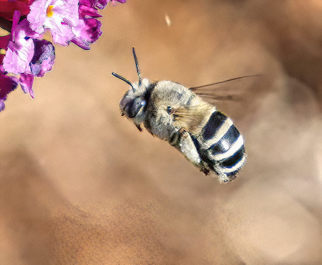 Urbane Digger Bee from Walnut Valley, West Covina, CA, USA on October ...