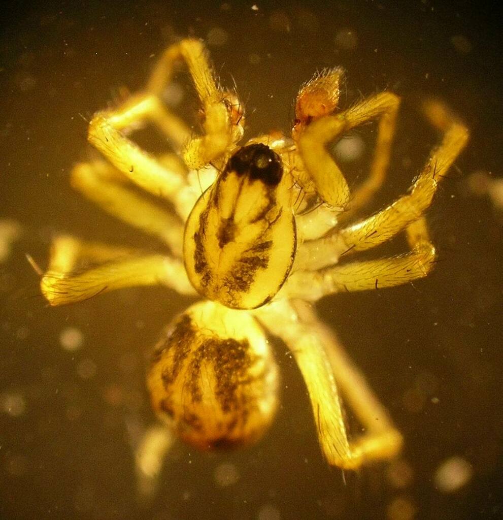 Ethobuella tuonops from Puncheon bridge [II], King County, WA, USA on ...