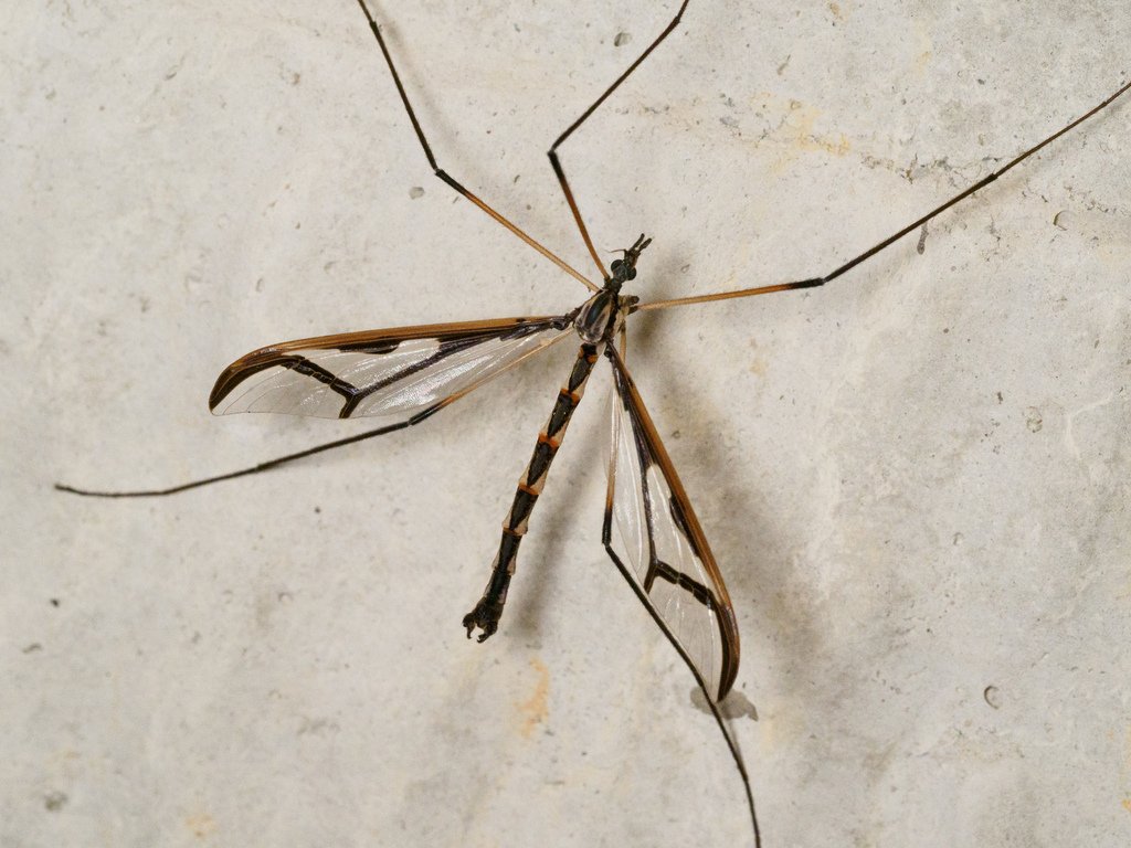 Giant Eastern Crane Fly from Coshocton, Ohio, United States on ...