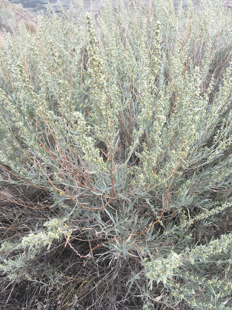 Silver Sagebrush (Artemisia cana) - Botanical Realm