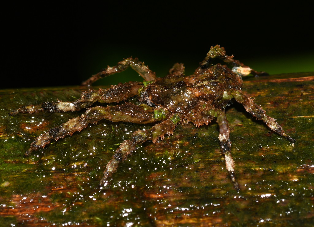 Litter Crab Spider from Kinabalu Park, Ranau, Sabah, Malaysia on ...