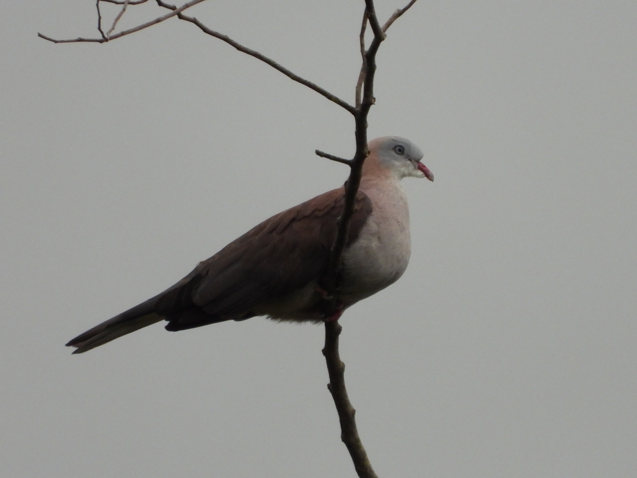Ducula badia (Raffles, 1822)