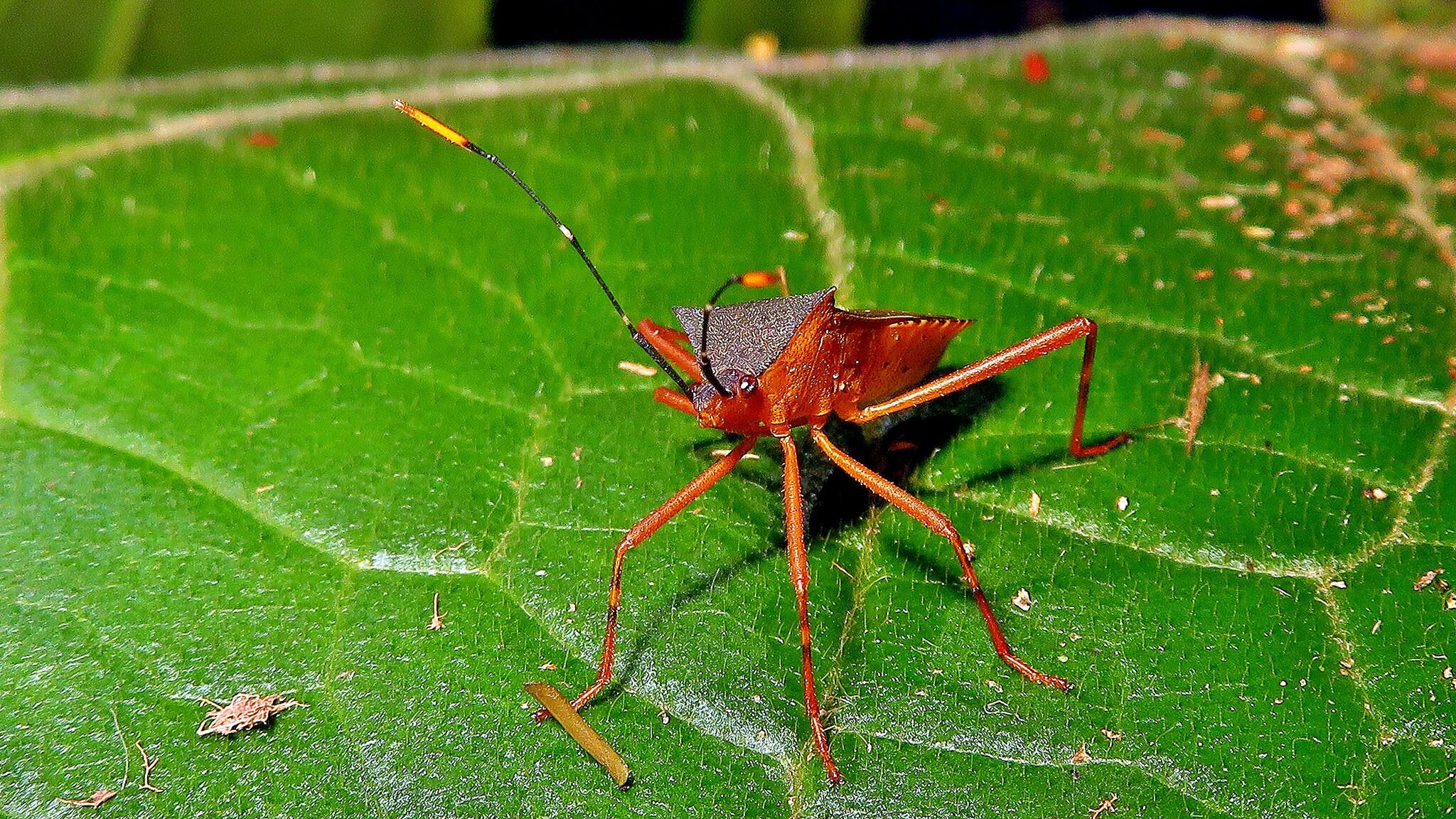 Leptoscelis elongator (Fabricius, 1803)