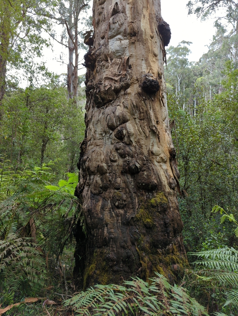 mountain grey gum from Lorne VIC 3232, Australia on October 31, 2022 at ...