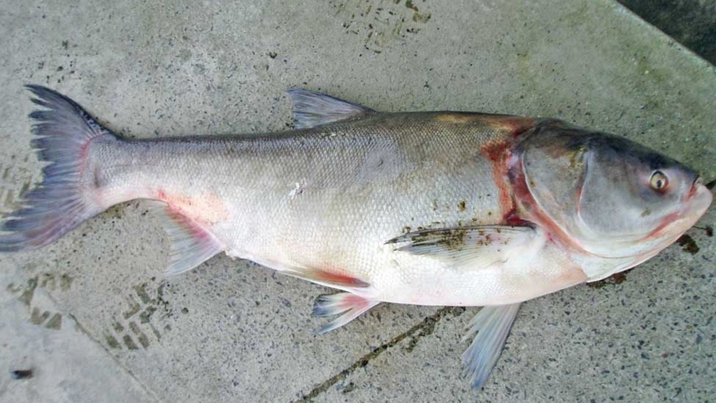 Silver Carp (Fish of Serbia - guide) · iNaturalist