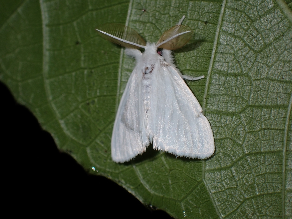 Tussock Moths from Middle Bush Tanna, VU-TF, VU on October 28, 2022 at ...