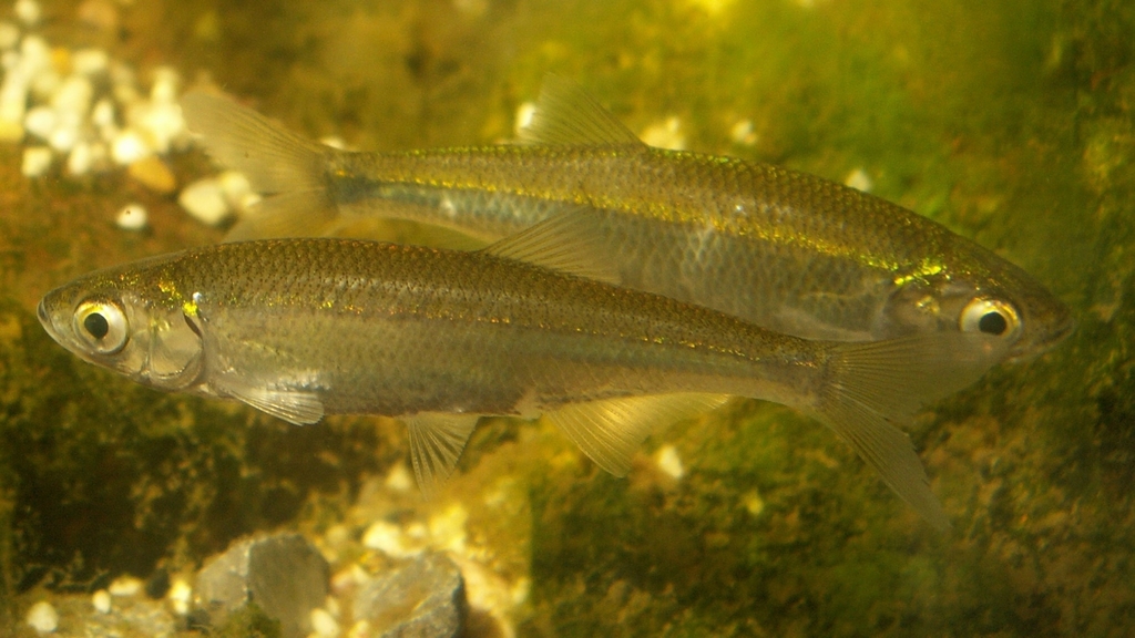 Sunbleak (Fish of Serbia - guide) · iNaturalist