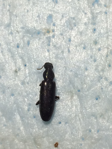 Genus Boros · iNaturalist