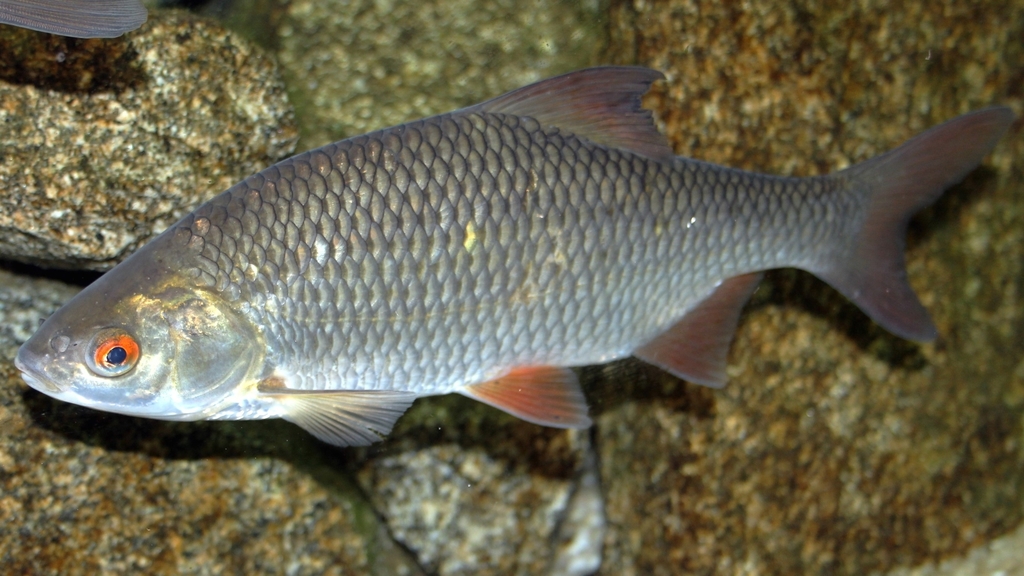 Common Roach (Fish of Serbia - guide) · iNaturalist