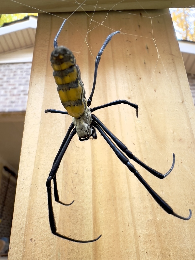 Joro Spider in October 2022 by drchancey · iNaturalist
