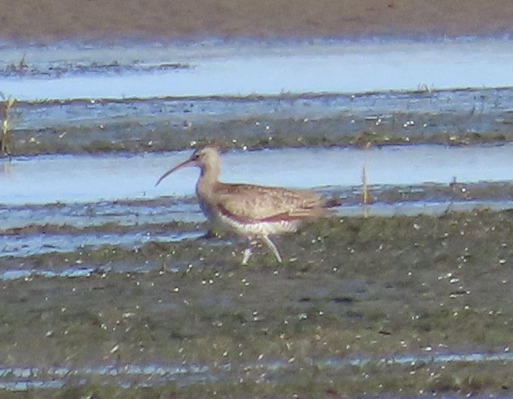 Whimbrel from Nudgee Creek, Nudgee Beach, QLD, AU on October 31, 2022 ...
