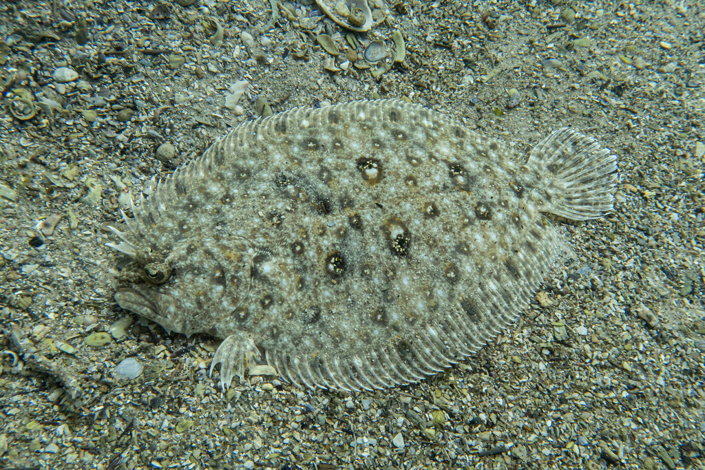 Smalltooth Flounder from Cabbage Tree Bay, AU-NS-MN, AU-NS, AU on ...