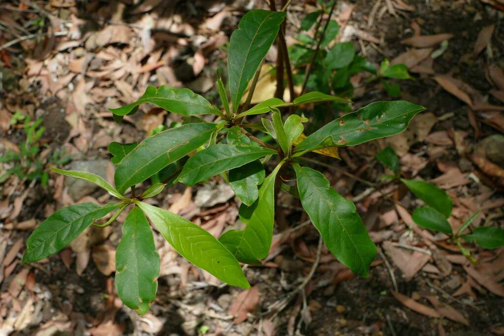 (Terminalia microcarpa) - Botanical Realm