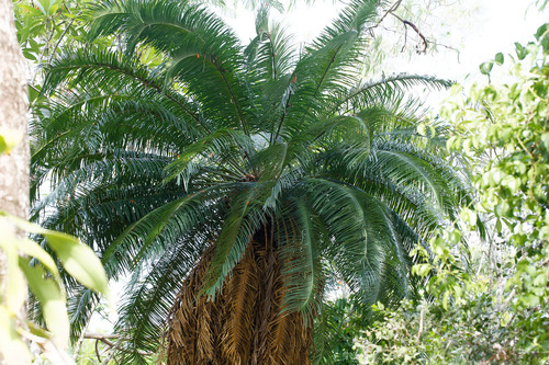 Subspecies Cycas media banksii · iNaturalist