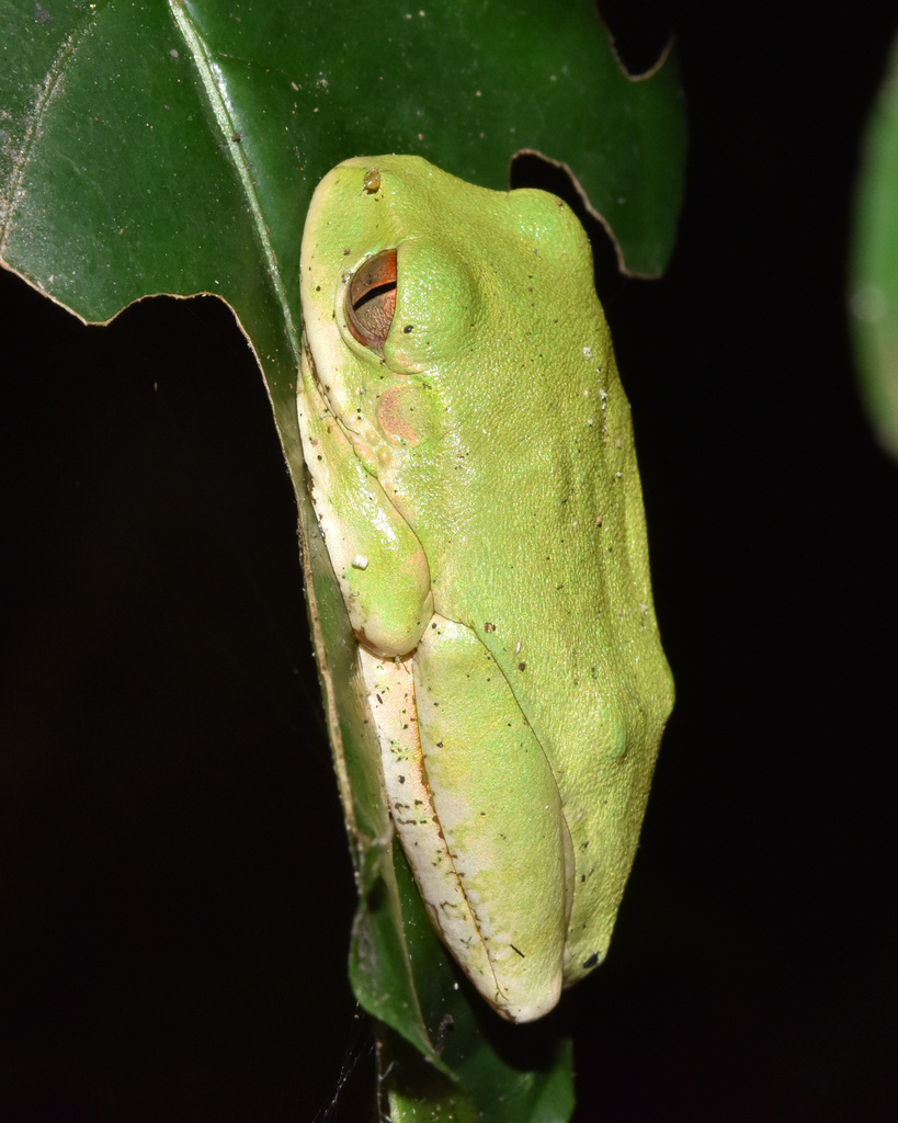 Natal Forest Tree Frog from Tyburn Way, Westville, KZN, ZA on October ...