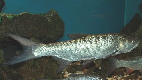 Asp (Fish of Serbia - guide) · iNaturalist