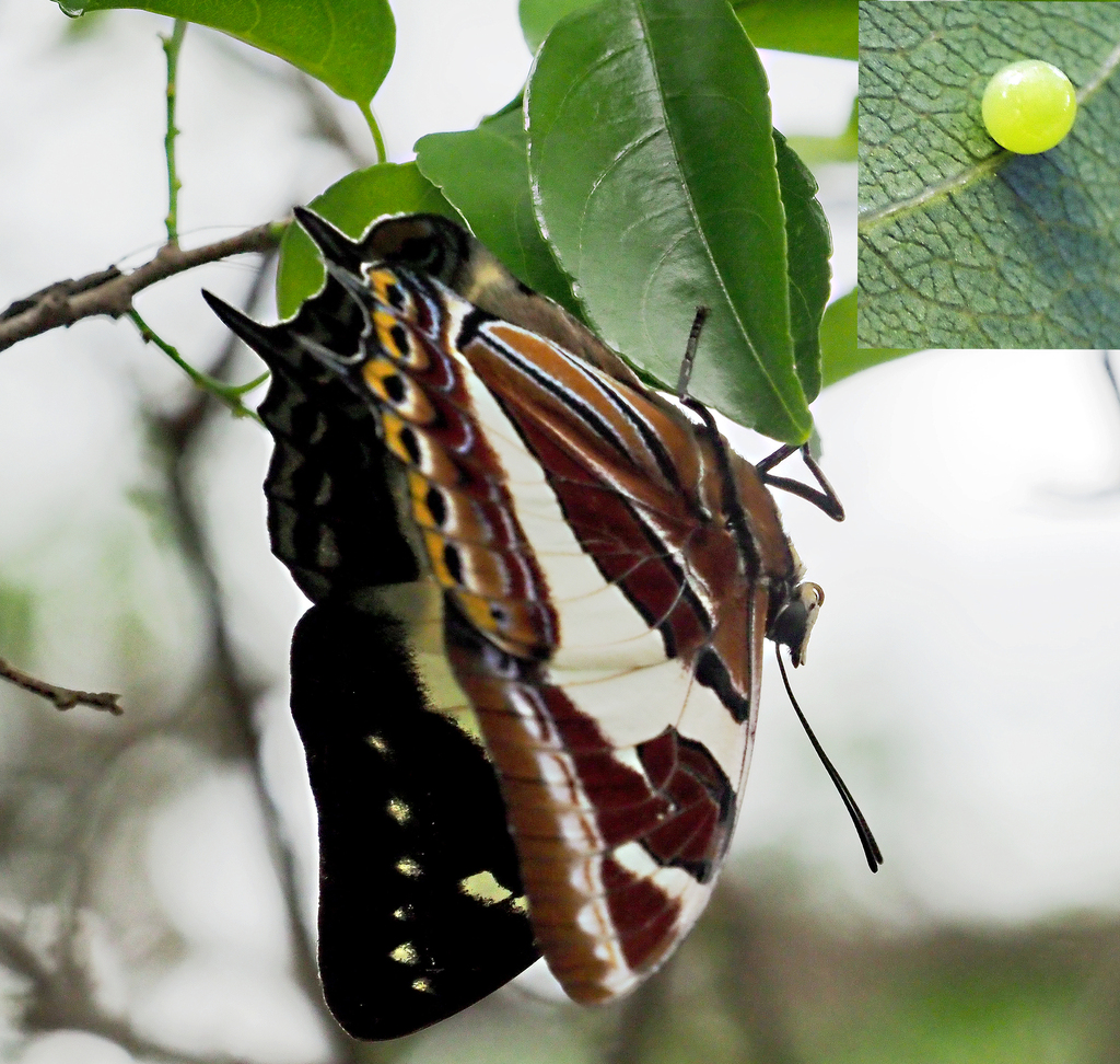 Brush-footed Butterflies from Portes de Fer, Nouméa 98800, Nouvelle ...