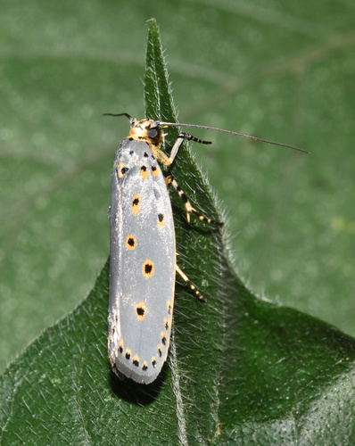 Ringed Lesser Ermine (Ethmia circumdatella) · iNaturalist United Kingdom