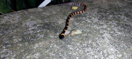 Forest Flame Snake (Oxyrhopus petolarius) - Snakes and Lizards