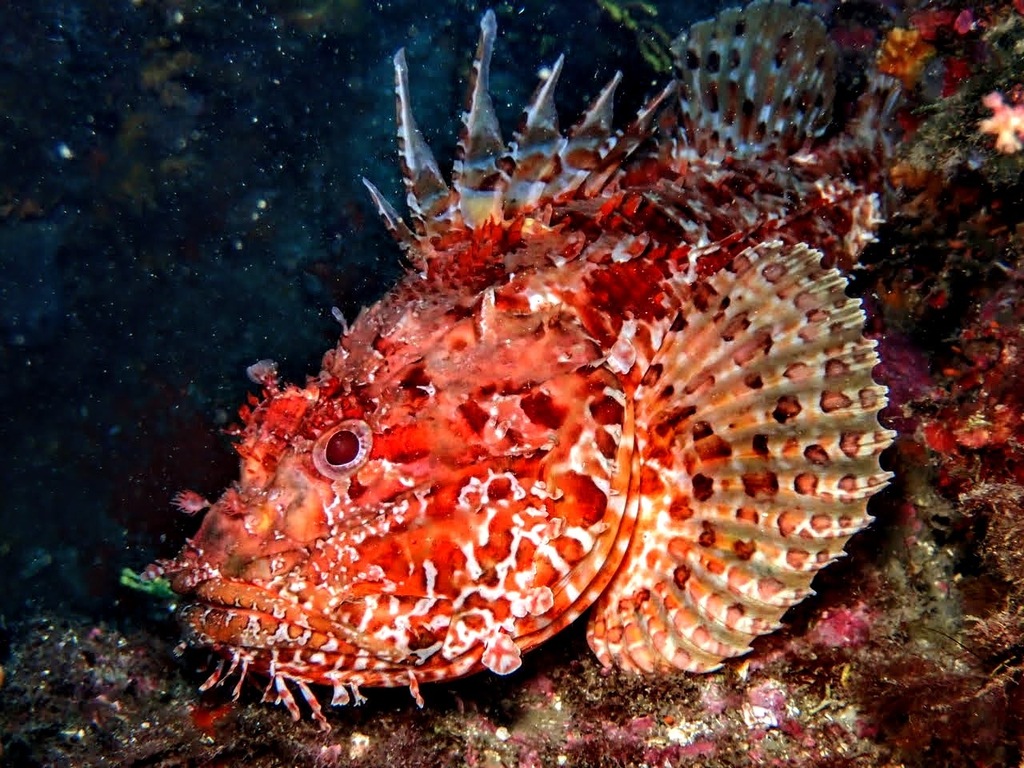 Red Scorpionfish (Scorpaena scrofa) - Marine Life Identification