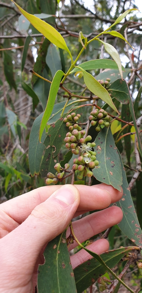 broadleaf peppermint gum from Emerald VIC 3782, Australia on October 31 ...