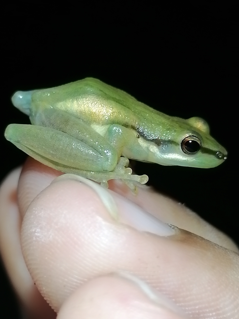 Maracaibo Basin Tree Frog from #4 Muntaz Avenue, Endeavour, Endeavour ...