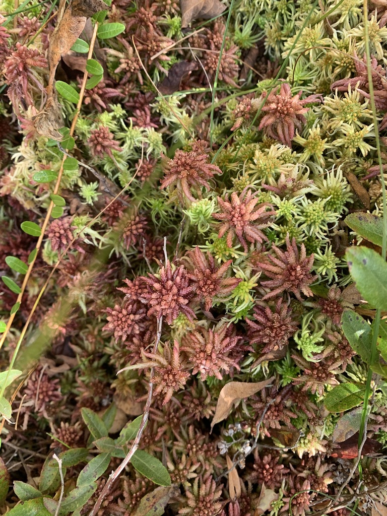 Sphagnum magellanicum from NY-52, Pine Bush, NY, US on September 18 ...