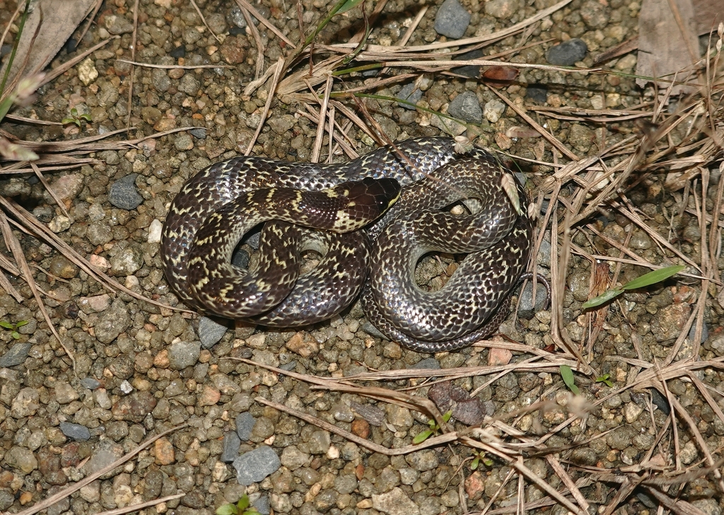 Common Wolf Snake in October 2020 by Goofy Ko · iNaturalist