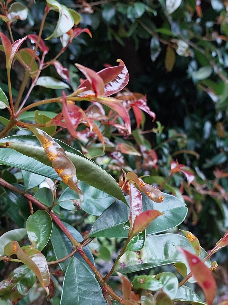 Myrtle Rust from North Shore, Hauraki, Auckland, New Zealand on October ...