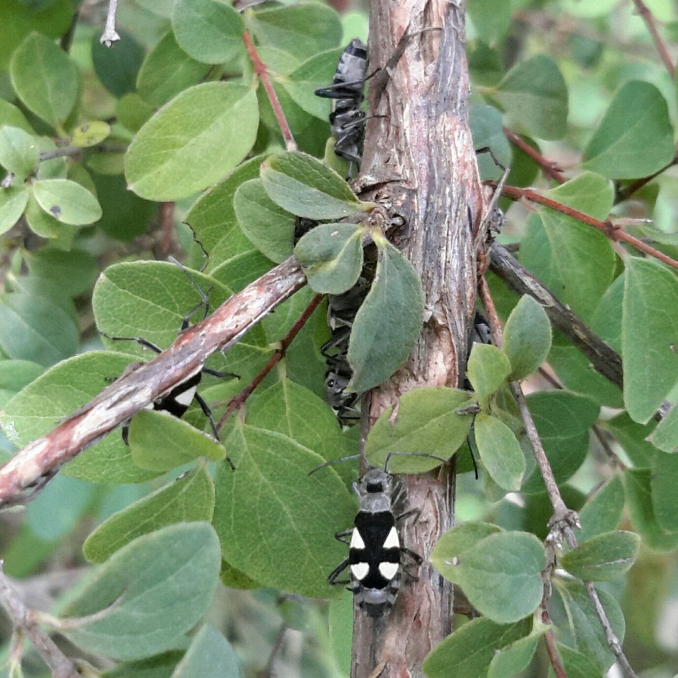 Arhaphe arguta (Bliven, 1956)