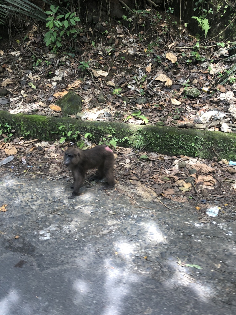 Moor Macaque in October 2022 by Gerrit van den Bergh · iNaturalist