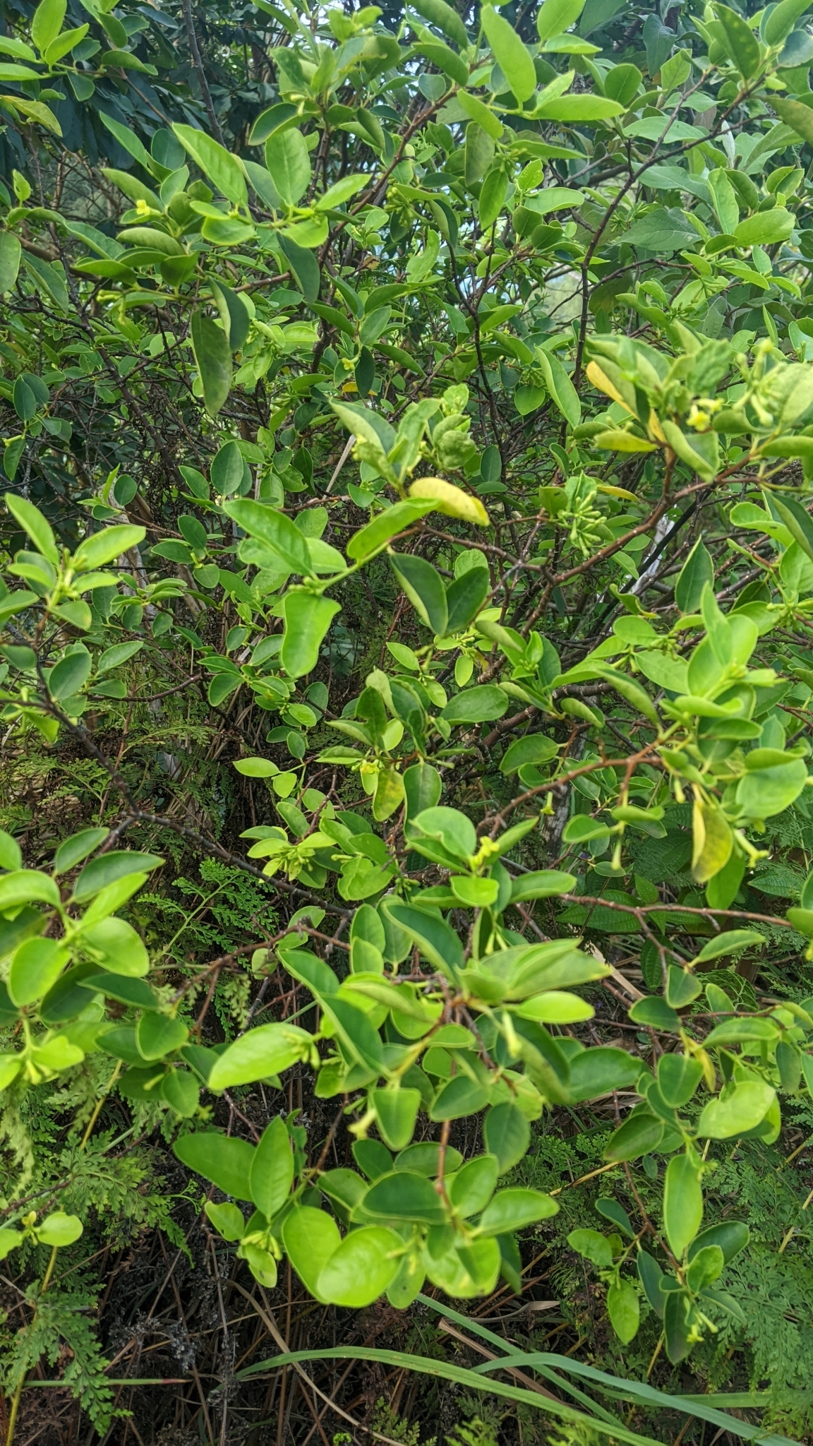 Wikstroemia oahuensis (A.Gray) Rock