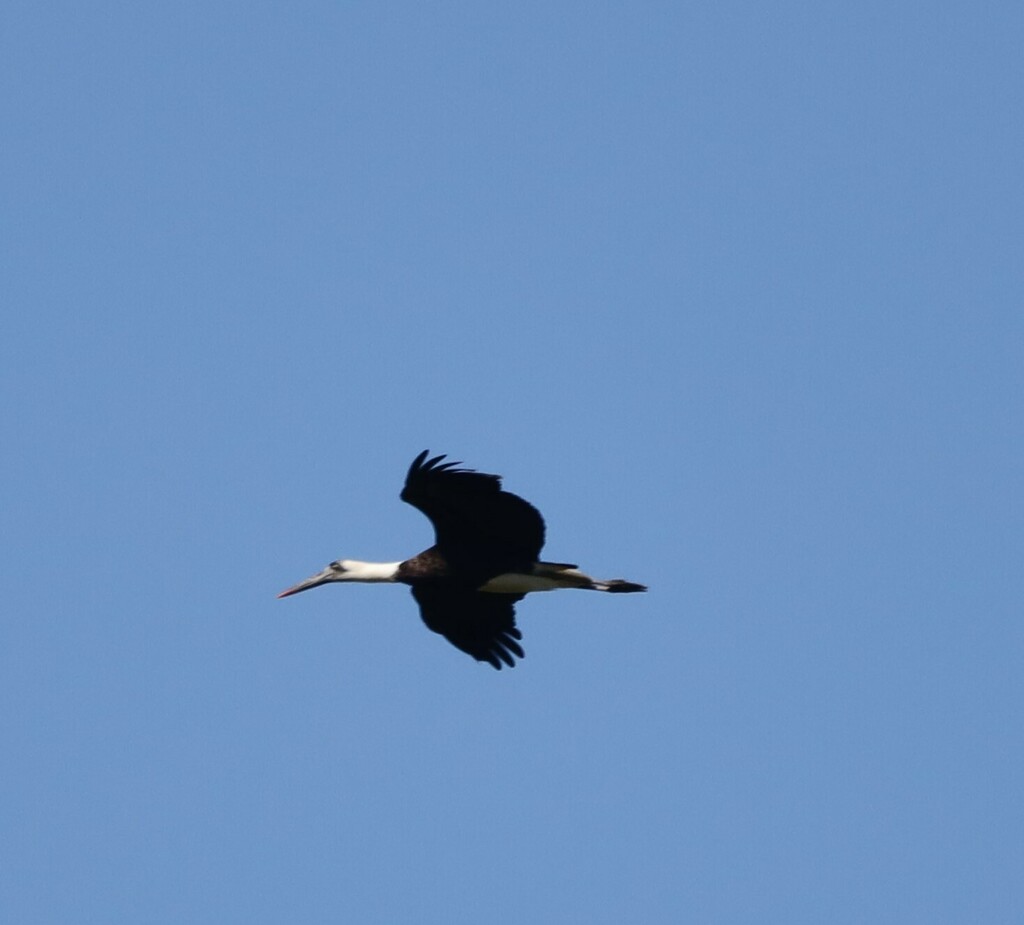 African Woolly-necked Stork from Kranskloof, Kloof, 3610, South Africa ...