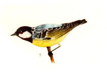 Yellow-bellied Tit (Parus venustulus) · iNaturalist