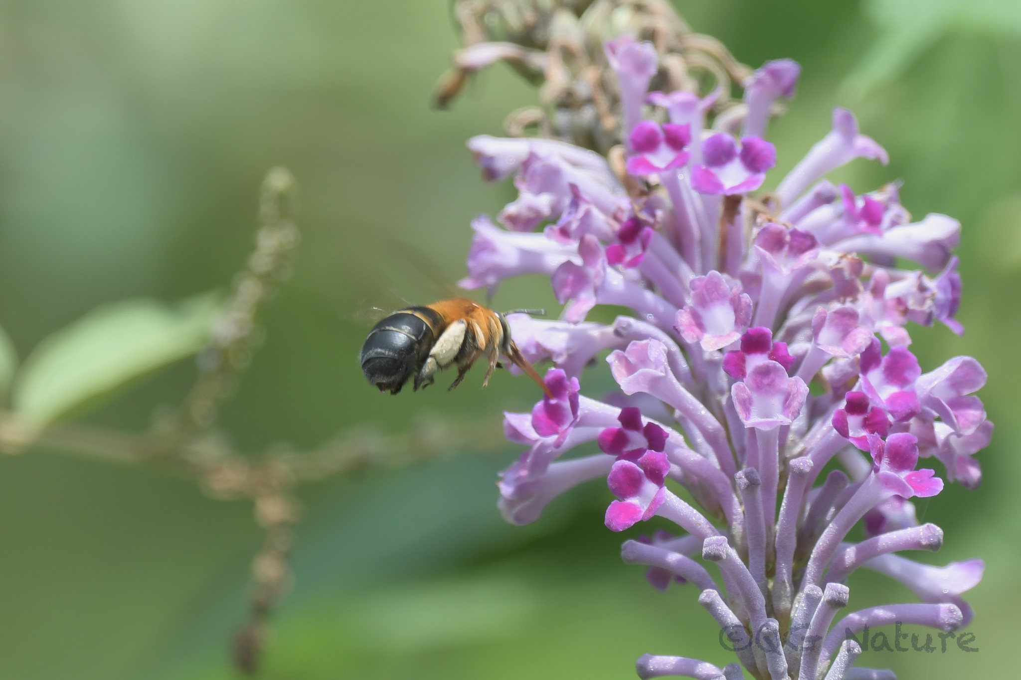 Amegilla mesopyrrha (Cockerell, 1930)