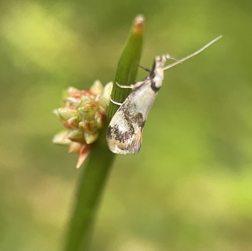 Concealer Moths from Frankston South, VIC, AU on October 31, 2022 at 06 ...