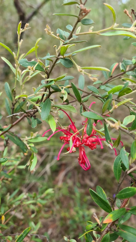 Red Spider Flower from Hornsby - North, New South Wales, Australia on ...