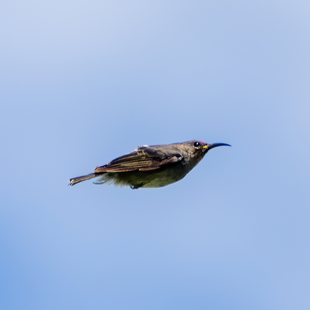 Samoan Myzomela from Lake Lanoto'o, Faleata West, Tuamasaga, Samoa on ...