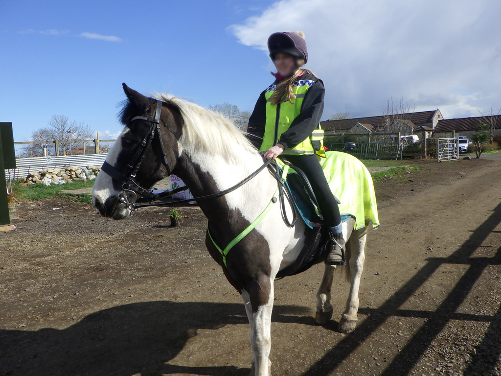 Domestic Horse from Lauriston Farm, Edinburgh, Scotland on April 8 ...