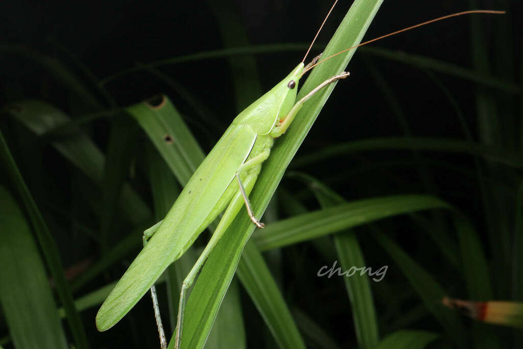Euconocephalus varius from 中国江苏省南京市玄武区 on October 14, 2022 at 04:47 PM ...