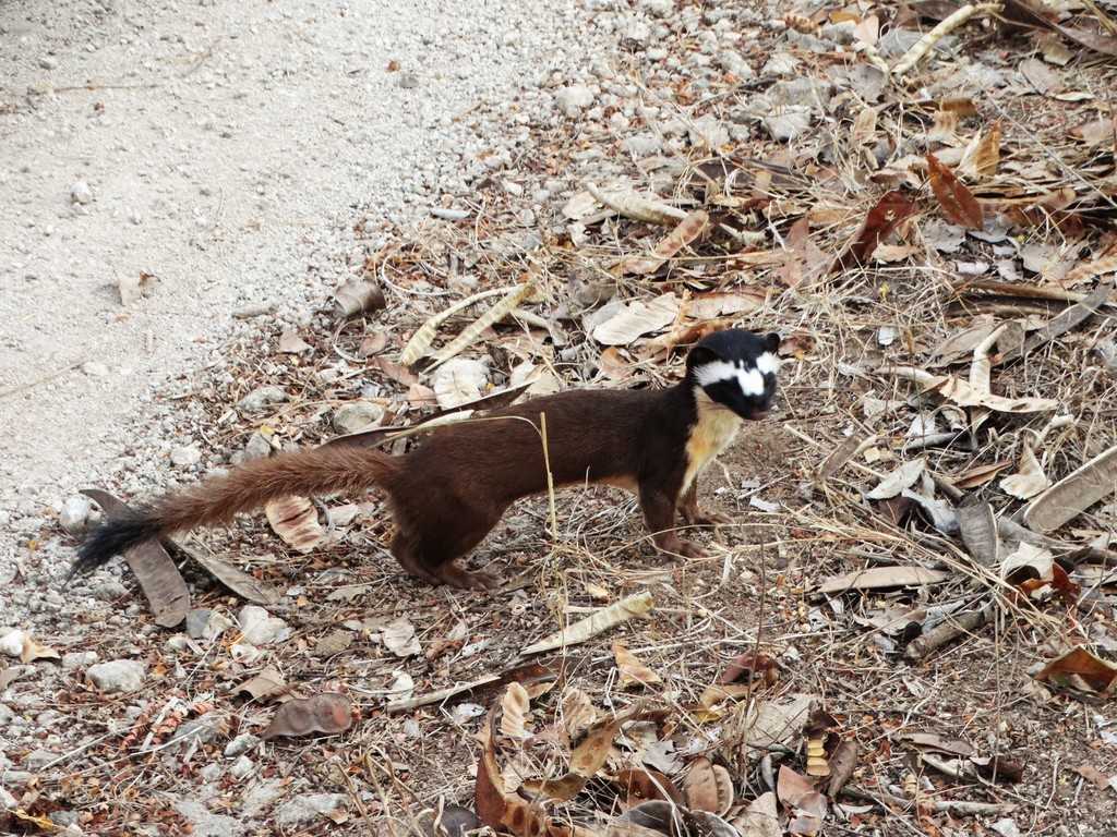 Long-tailed Weasel from Suma, Yuc., México on April 19, 2016 at 06:28 ...