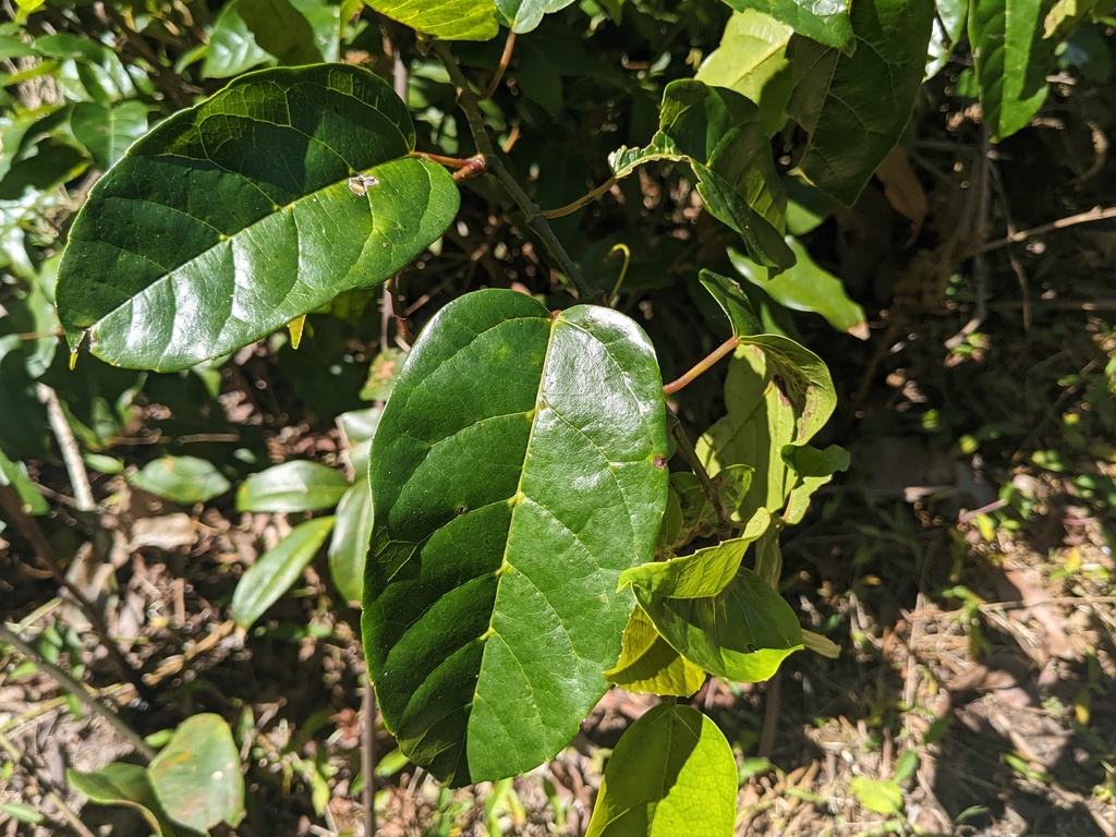 Kangaroo Vine from Moonee Beach NSW 2450, Australia on October 29, 2022 ...