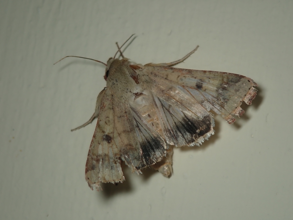Cotton Bollworm Moth from Kabupaten de Probolinggo, Java oriental ...