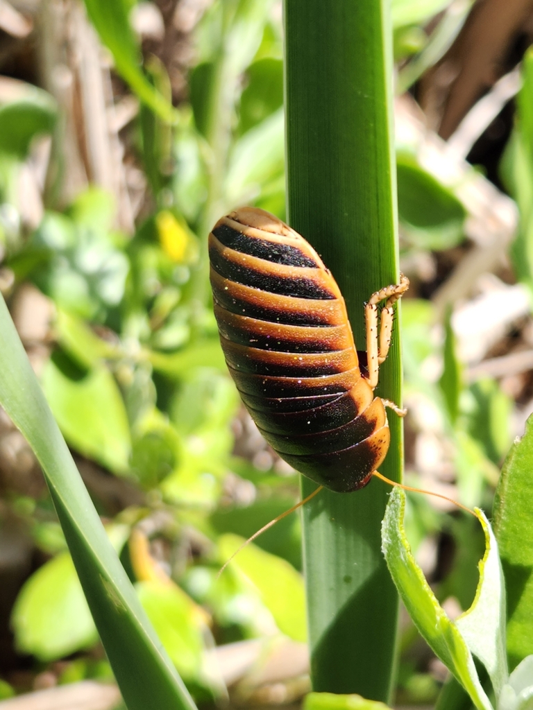 Cape Mountain Cockroach from Tennis Clubhouse, Schoenmakerskop ...
