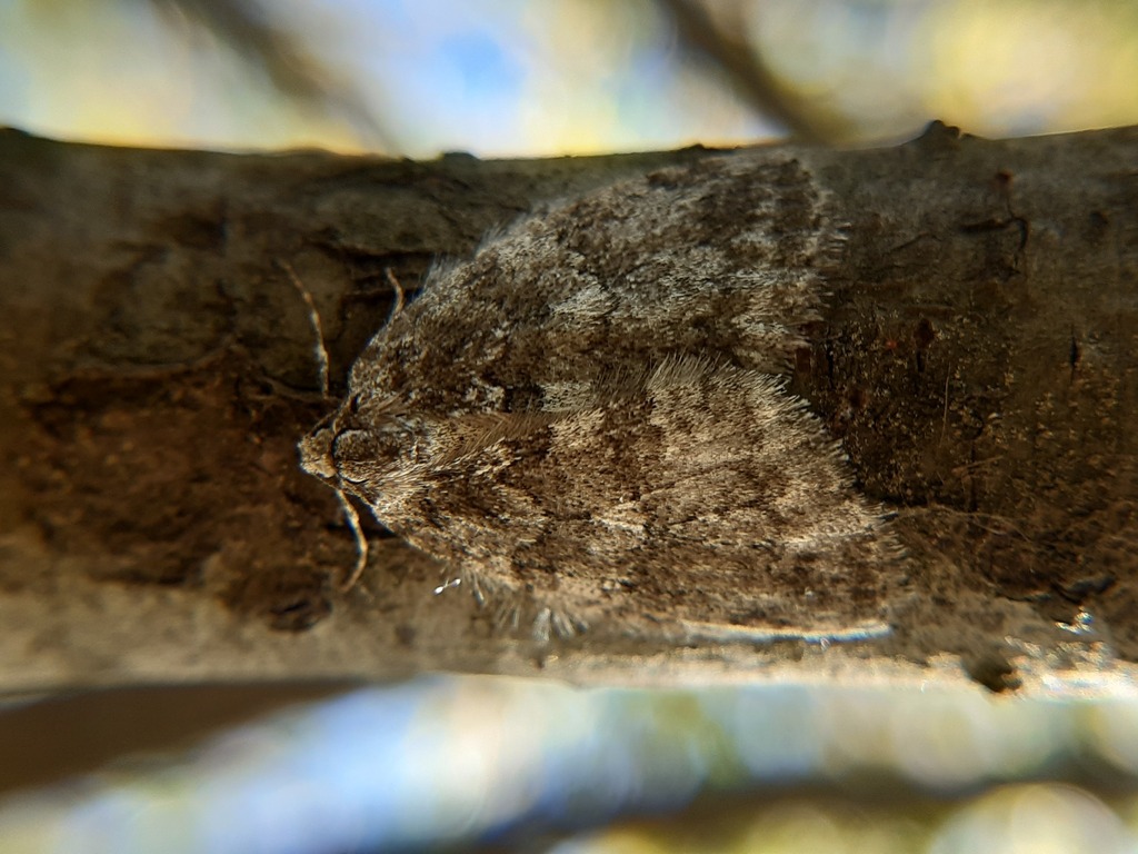 November Moth from Sofia, Bulgaria on October 30, 2022 at 01:33 PM by ...