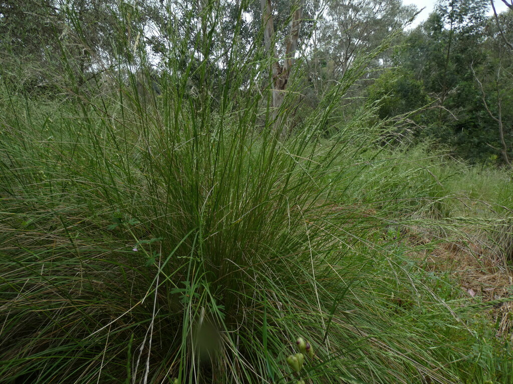 common tussock grass from Melbourne VIC, Australia on October 28, 2022 ...