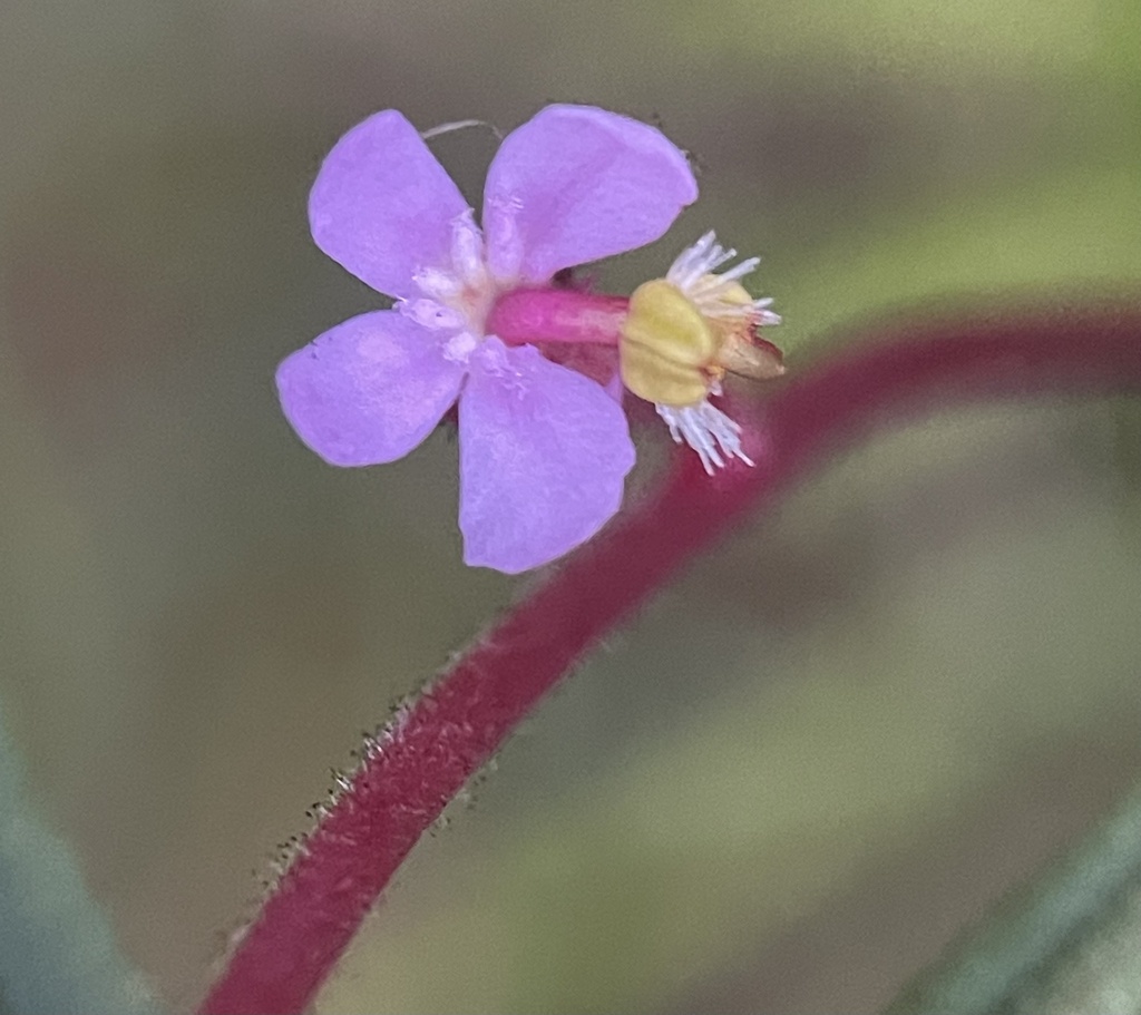 Thrift-leaved Triggerplant from Frankston South, VIC, AU on October 31 ...
