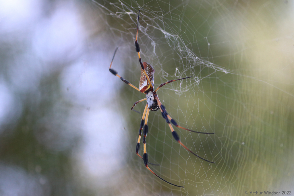 Golden Silk Spider from Jupiter Inlet Lighthouse Outstanding Natural ...