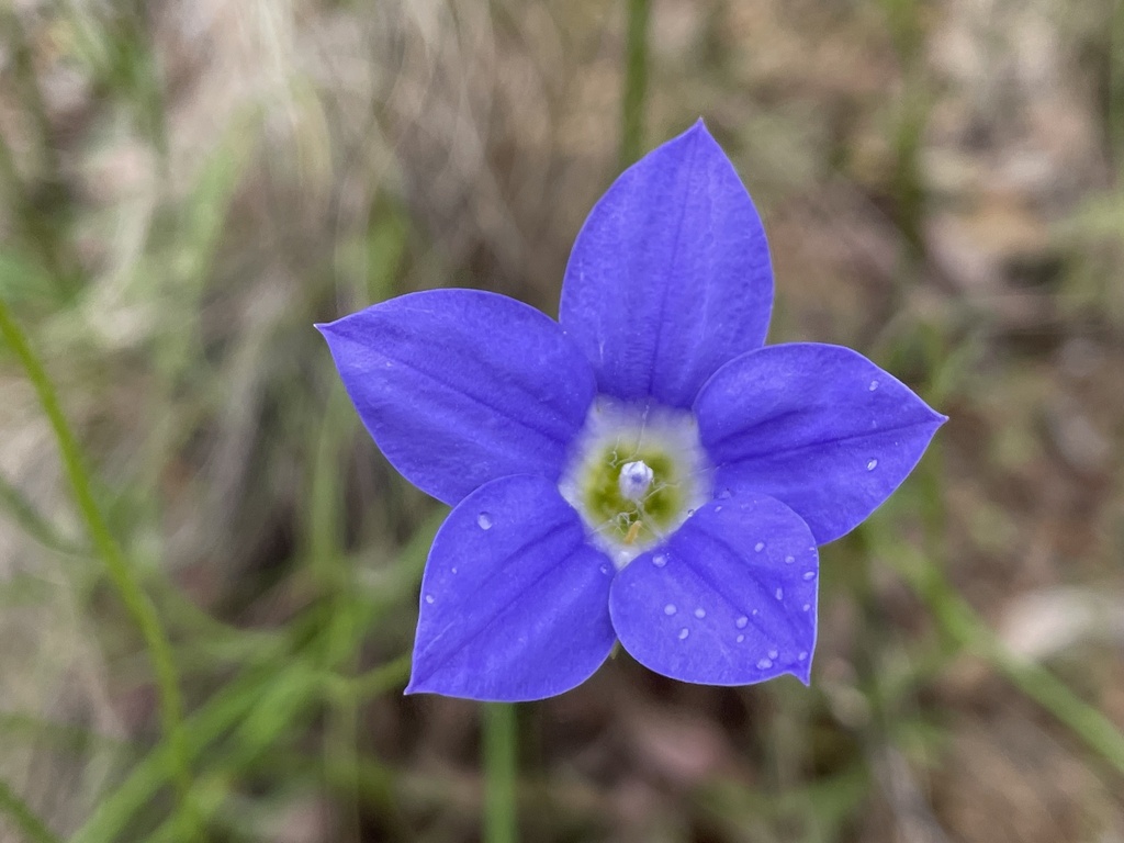 Royal Bluebell from Nunniong State Forest, Bindi, VIC, AU on October 31 ...