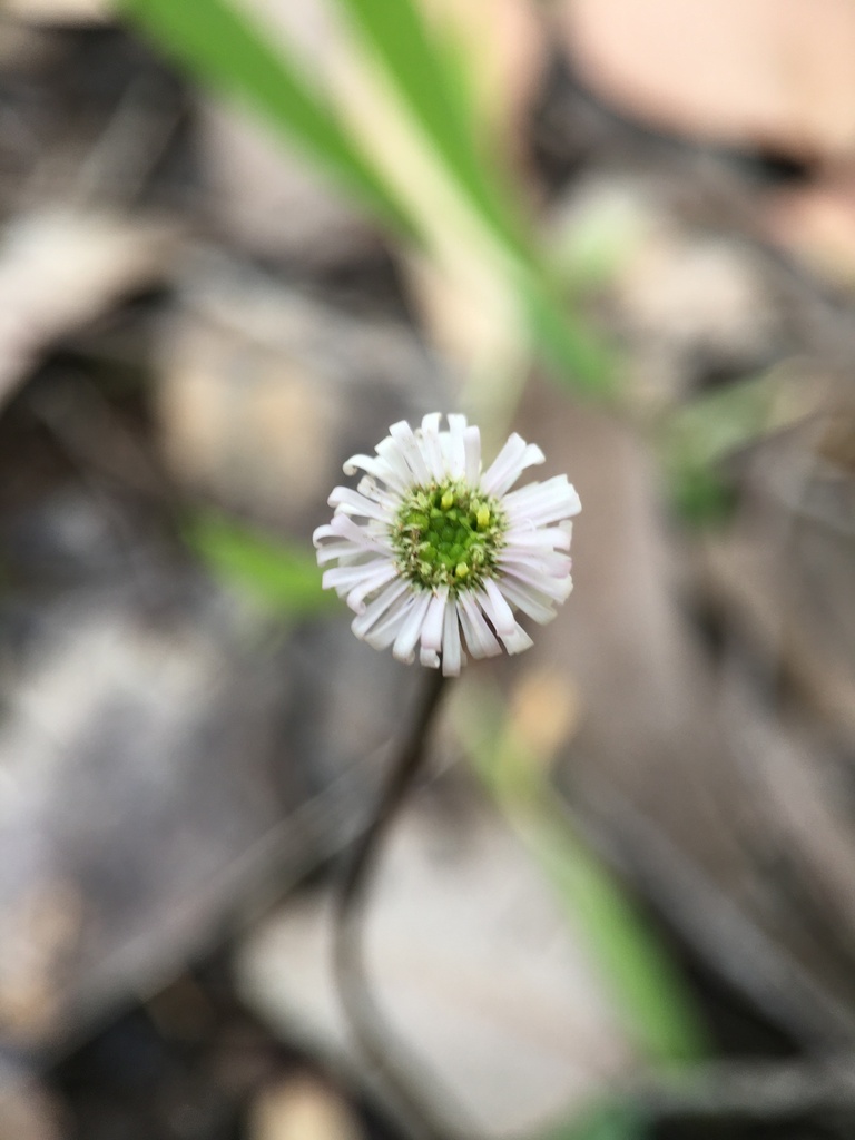 slender bottle-daisy (Lagenophora sublyrata) - Botanical Realm
